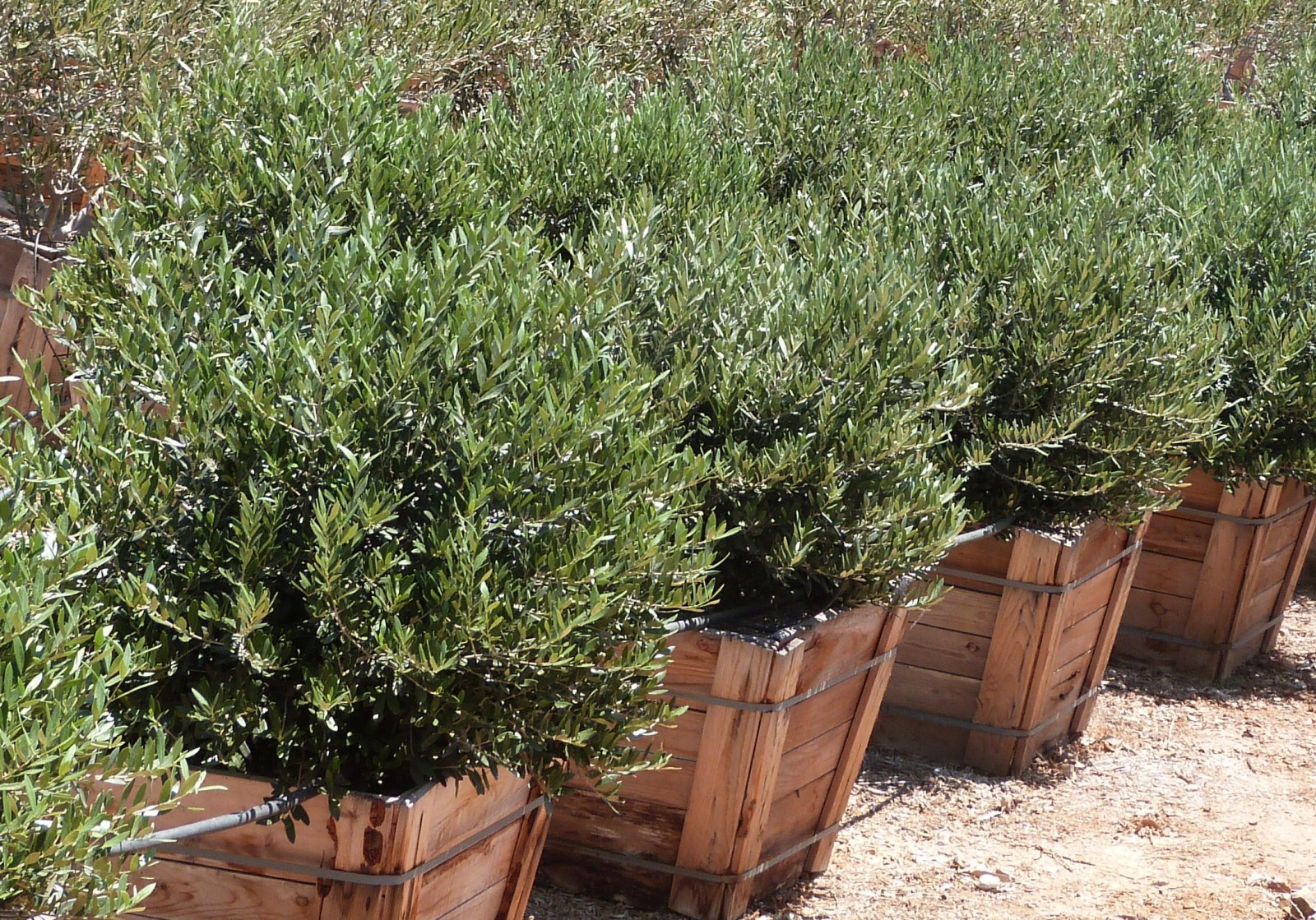Dwarf Olive Library: – SunControlLandscapes