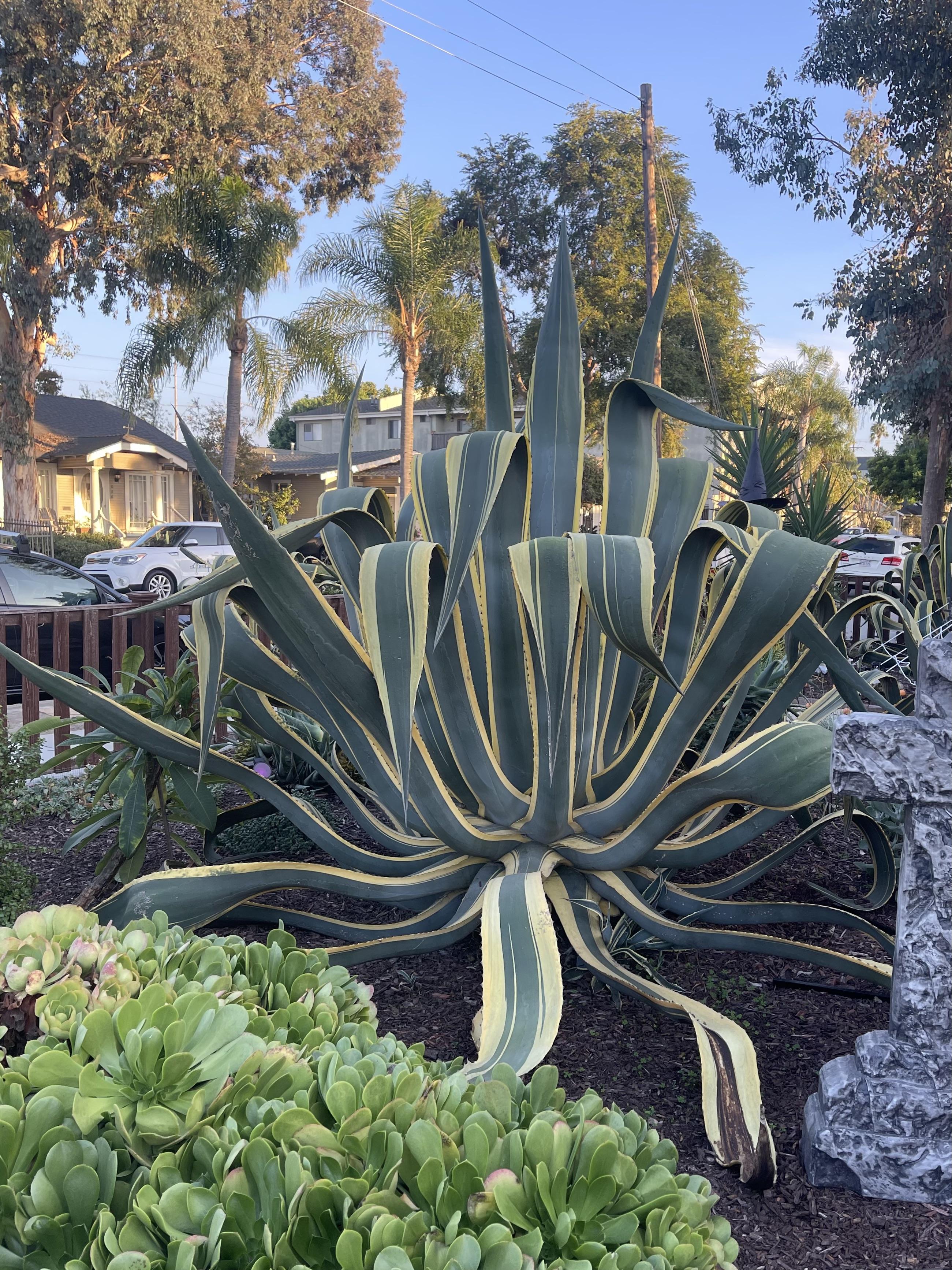 Giant Agave Library: – SunControlLandscapes